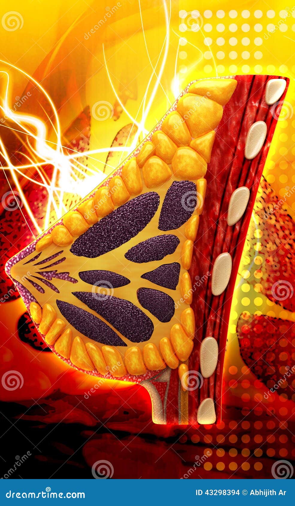 Anatomia del seno illustrazione di stock. Illustrazione di umano - 43298394