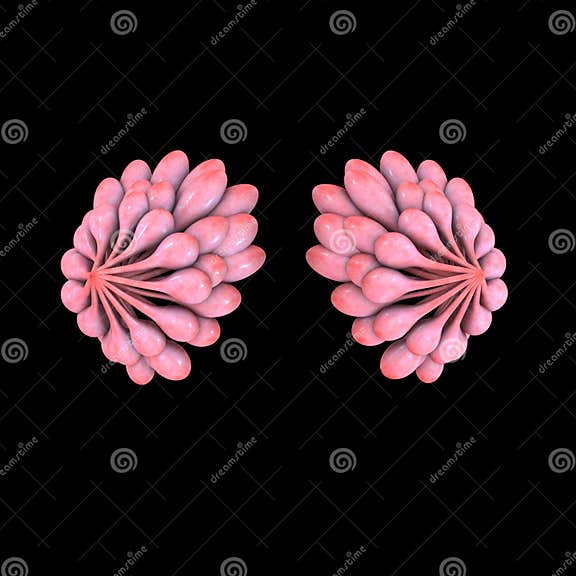 Anatomia del seno illustrazione di stock. Illustrazione di grasso ...