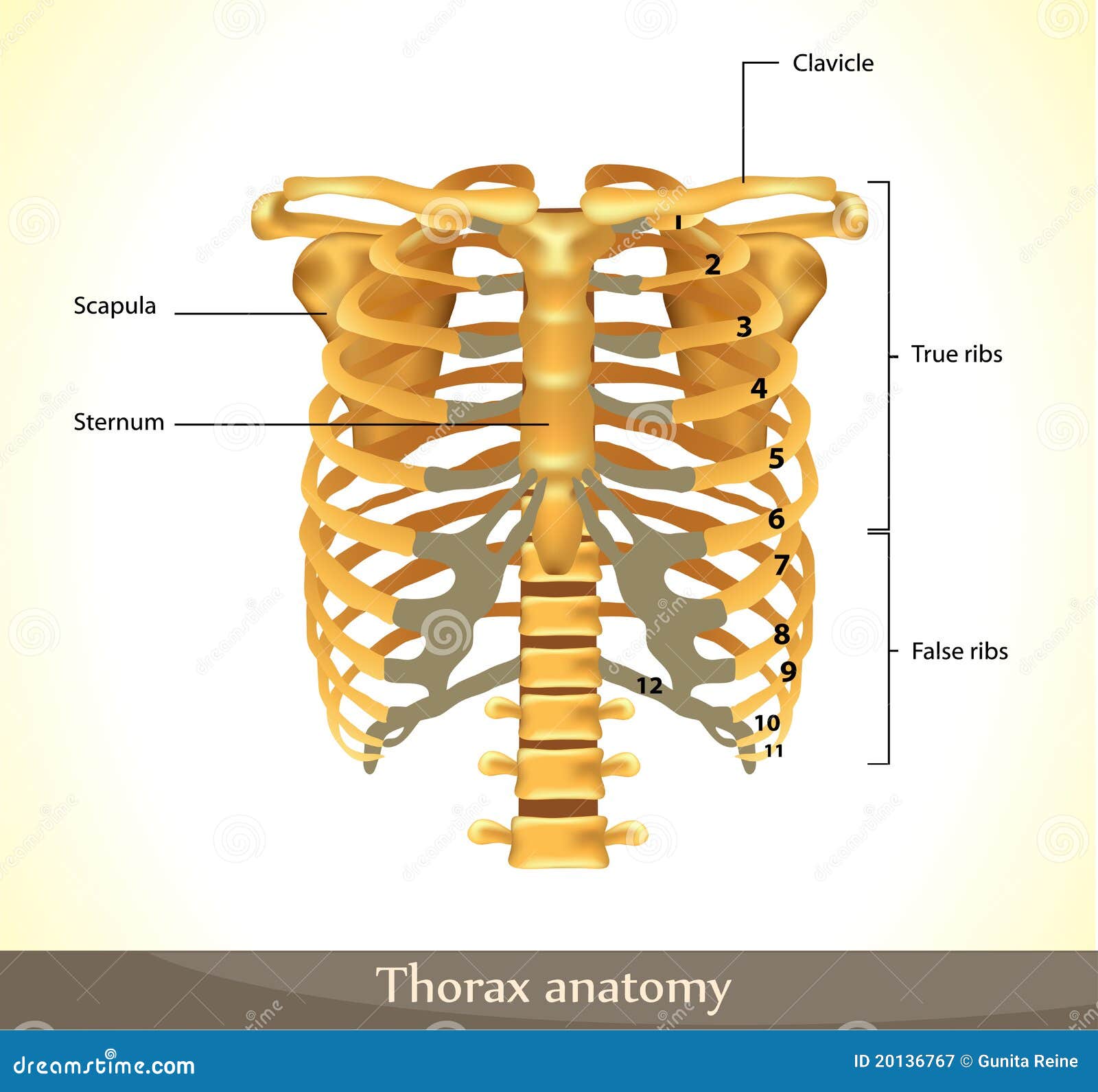 Anatomia del torace illustrazione vettoriale. Illustrazione di nero ...