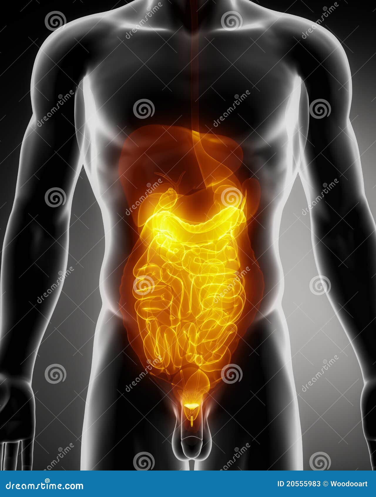 Anatomia dell'addome illustrazione di stock. Illustrazione di budella ...