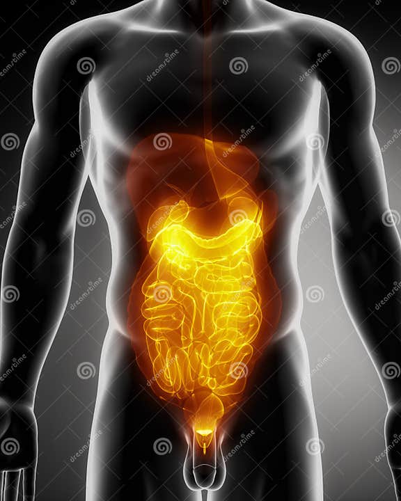 Anatomia dell'addome illustrazione di stock. Illustrazione di budella ...
