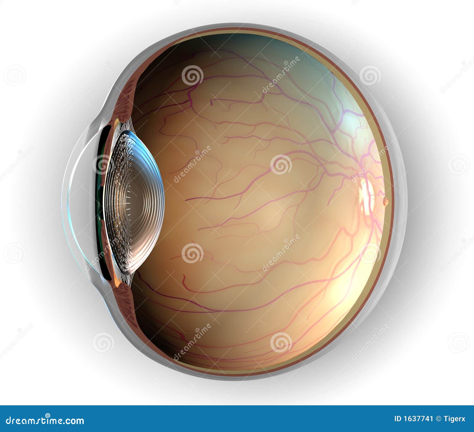 Anatomia dell'occhio illustrazione di stock. Illustrazione di vena ...