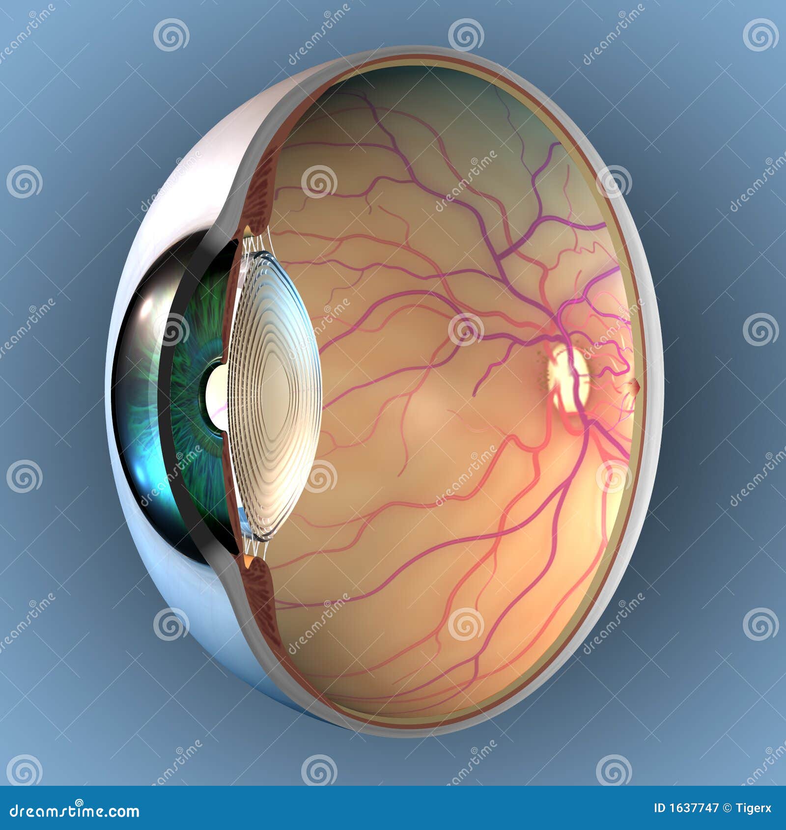 Anatomia dell'occhio illustrazione di stock. Illustrazione di retina ...