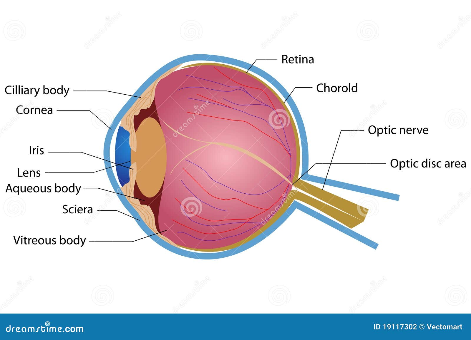 Anatomia dell'occhio illustrazione vettoriale. Illustrazione di scienza ...
