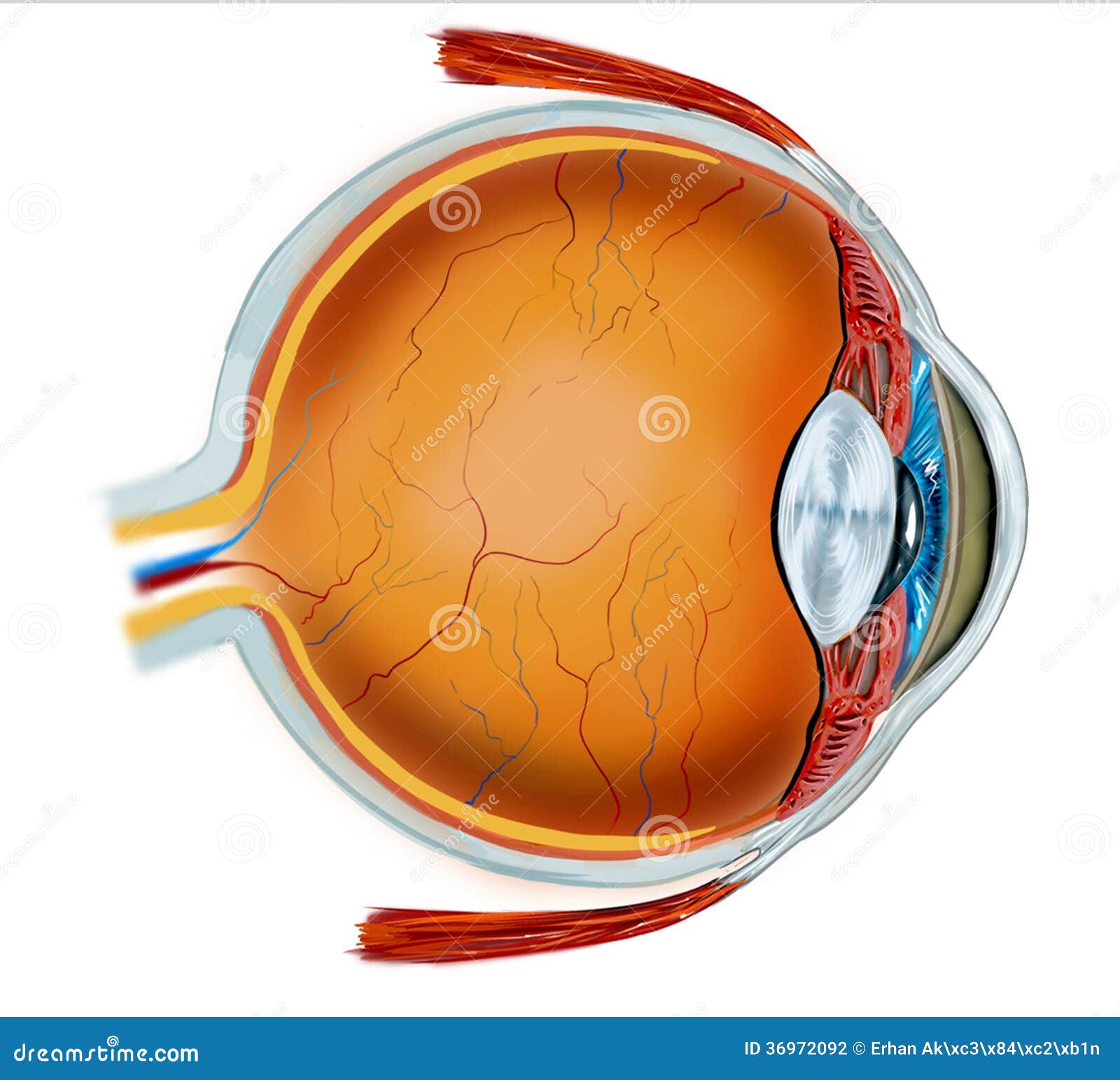 Anatomia dell'occhio illustrazione di stock. Illustrazione di forme ...