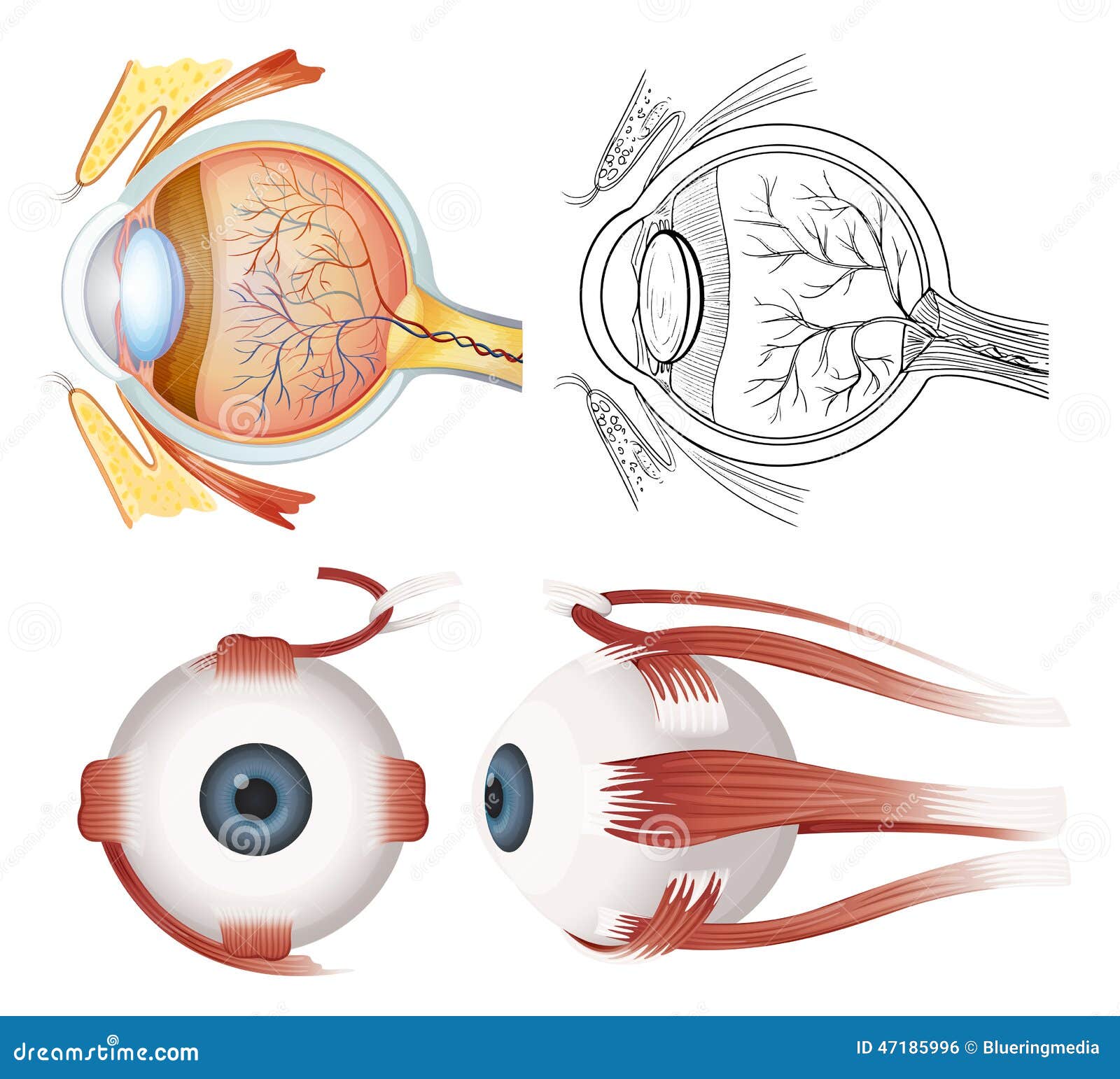 Anatomia dell'occhio illustrazione vettoriale. Illustrazione di ...
