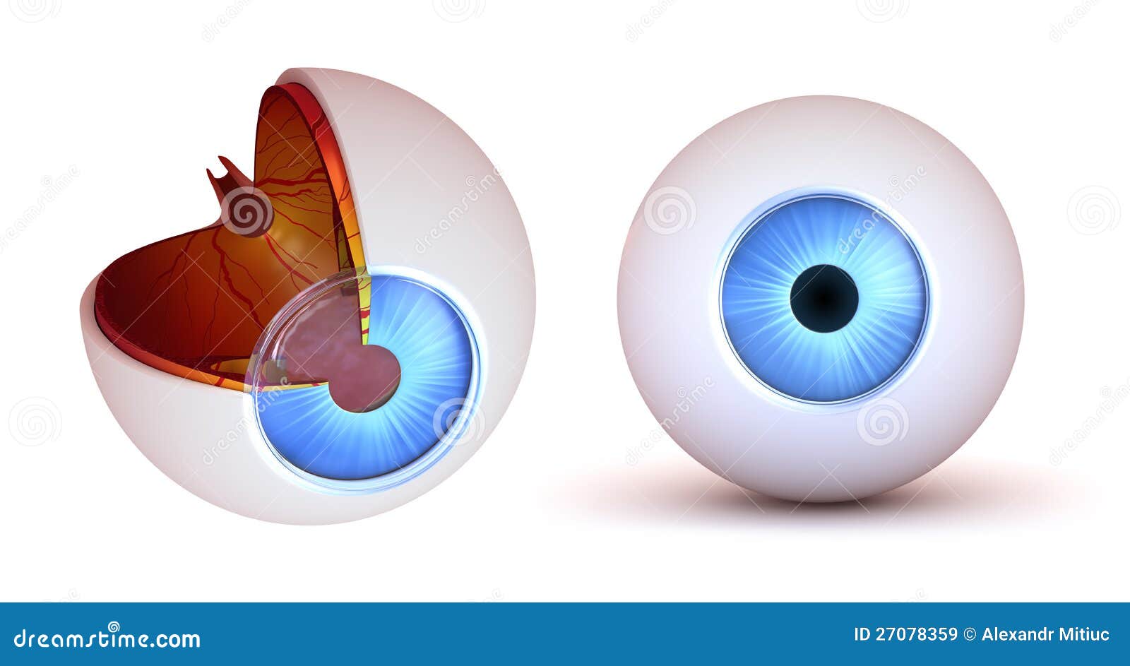 Anatomia Dell'occhio - Struttura Interna E Vista Frontale Illustrazione ...