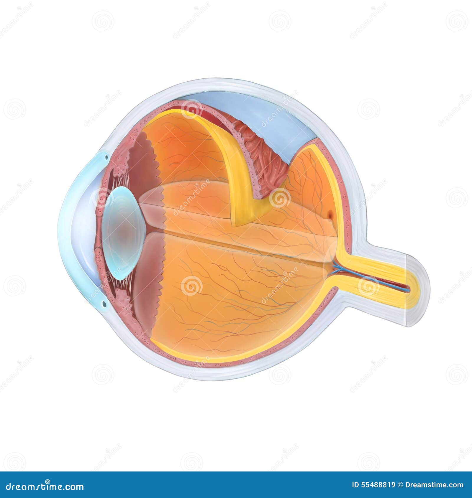 Anatomia dell'occhio umano illustrazione di stock. Illustrazione di ...