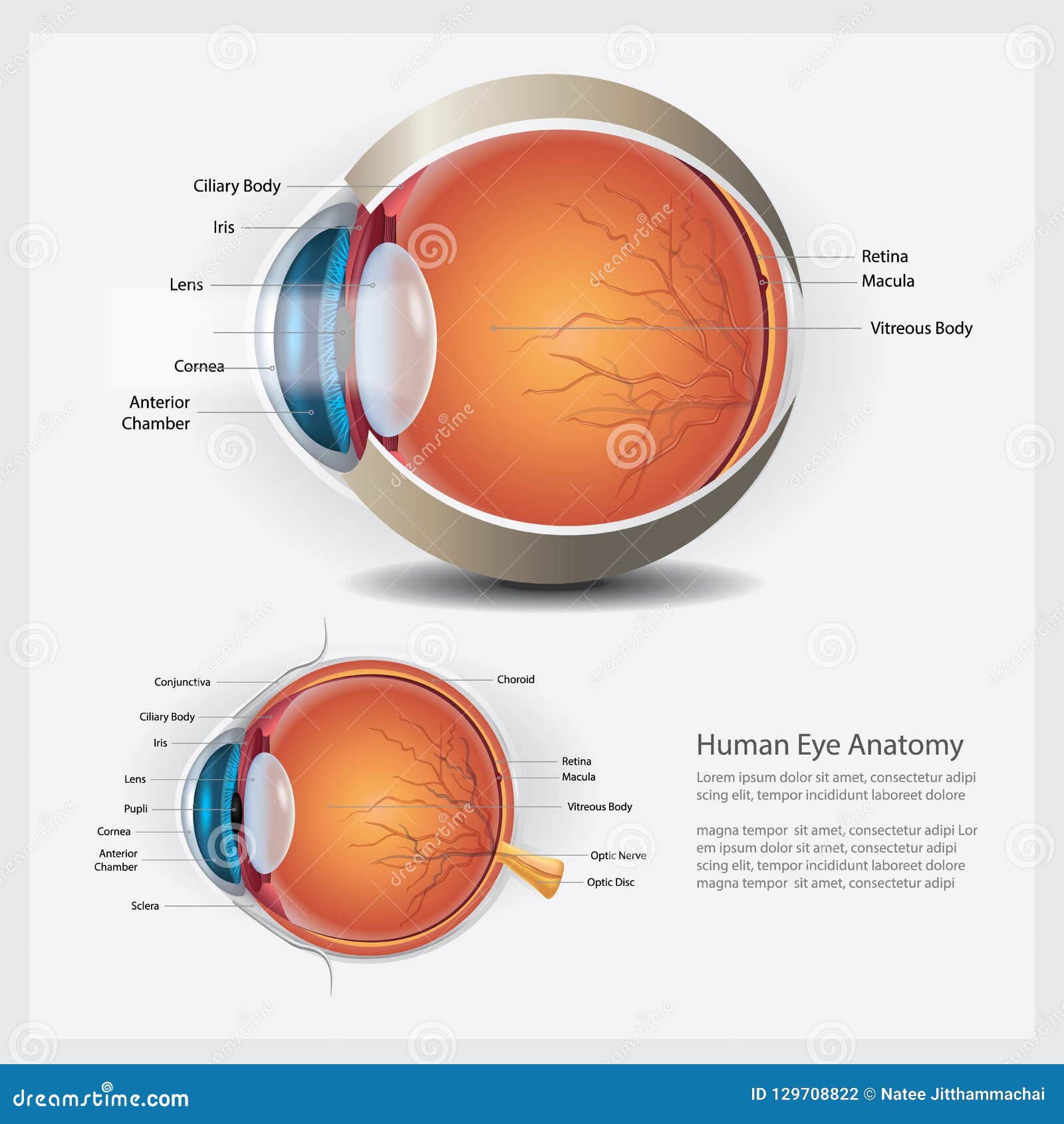 Anatomia Dell'occhio Umano E Lente Normale Illustrazione Vettoriale ...