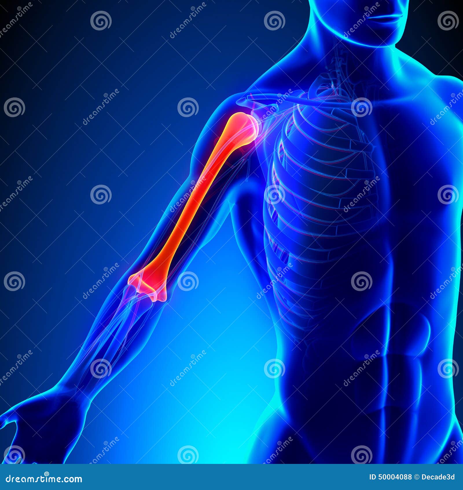 Anatomia Dell'omero Con L'apparato Circolatorio Illustrazione di Stock ...