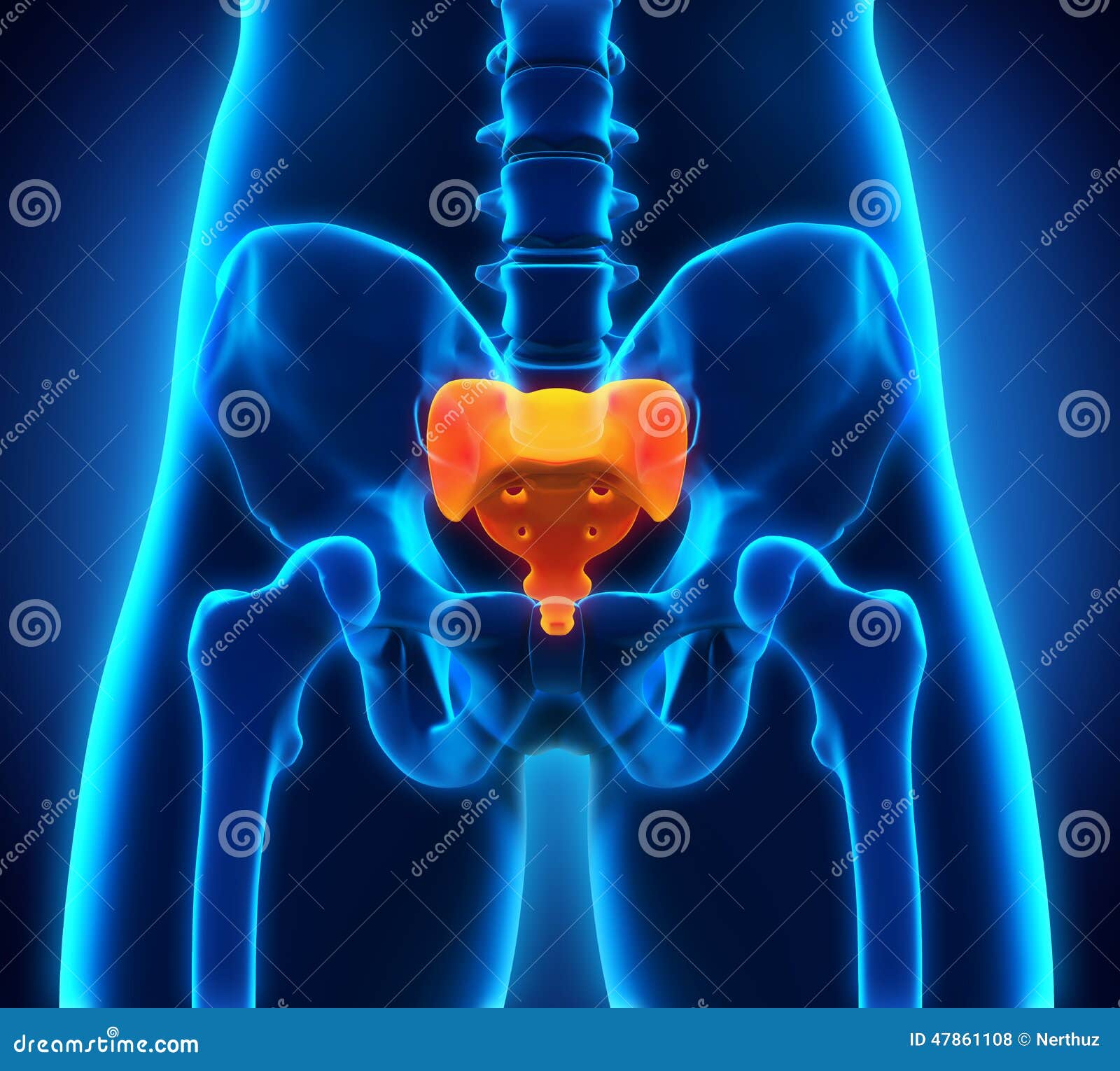 Anatomia Dell'osso Del Sacro Illustrazione di Stock - Illustrazione di ...