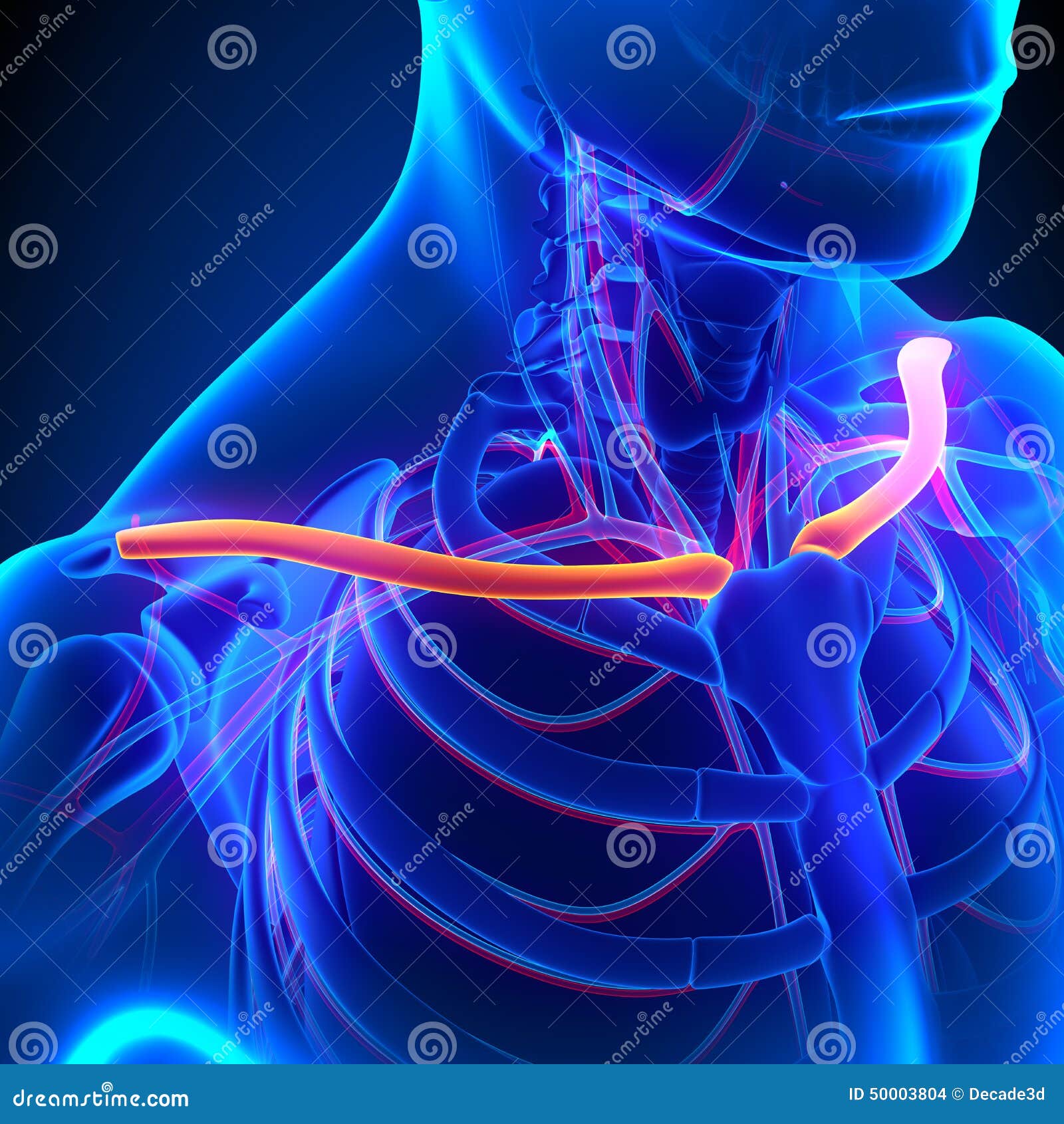 Anatomia Dell'osso Della Clavicola Con L'apparato Circolatorio ...
