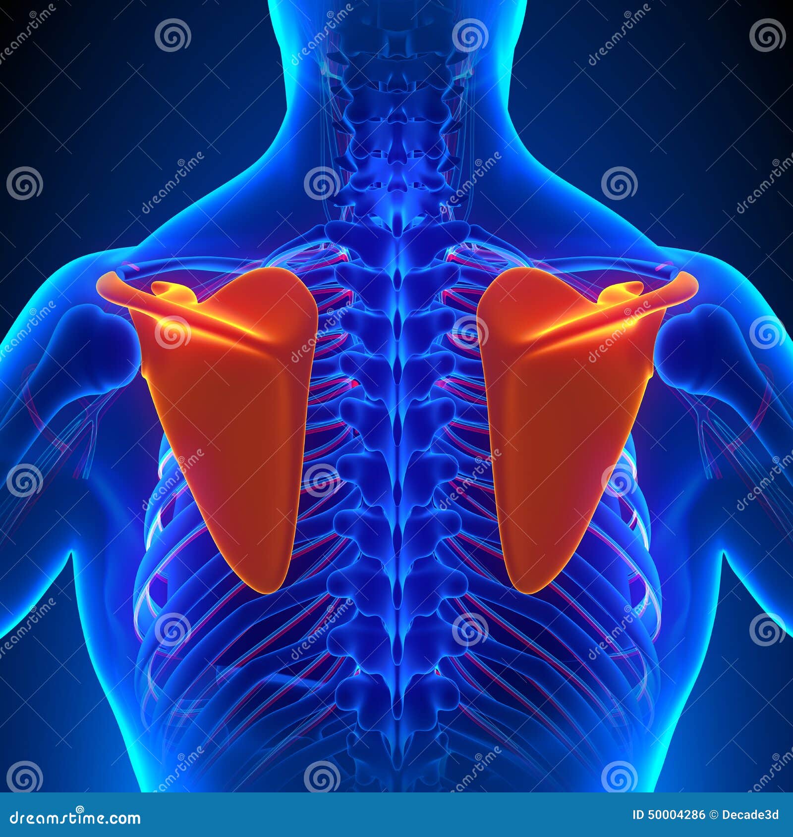 Anatomia Dell'osso Della Scapola Con L'apparato Circolatorio ...
