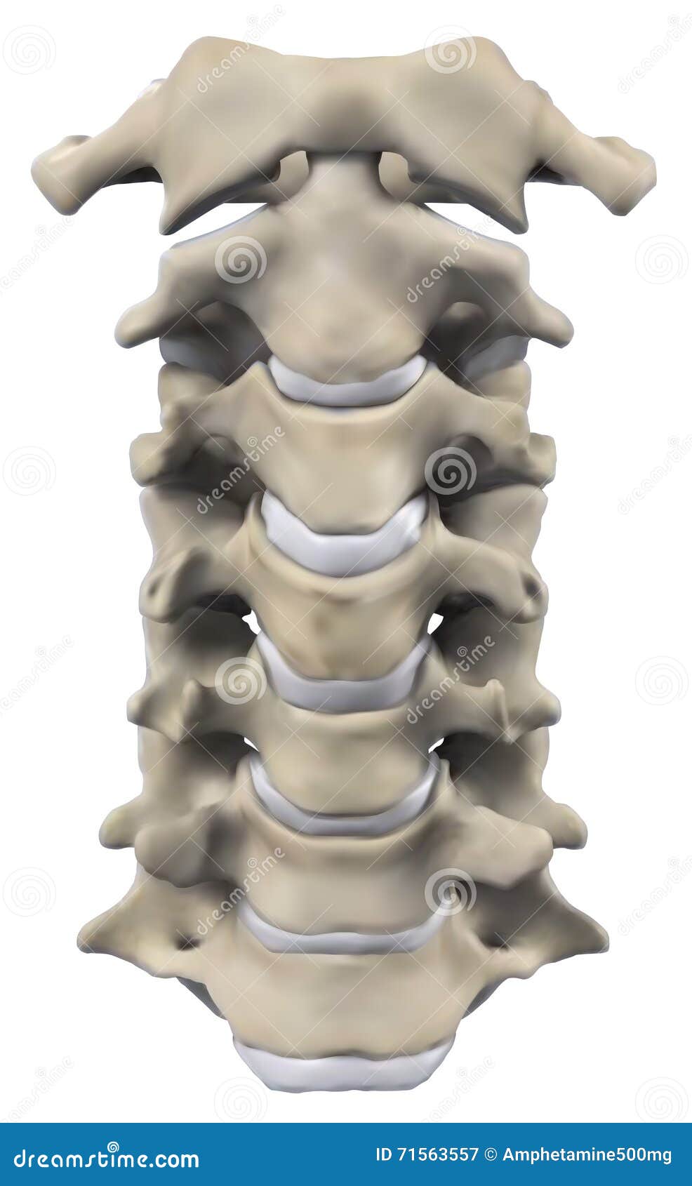 Anatomia Dell'osso Di Collo Illustrazione di Stock - Illustrazione di ...