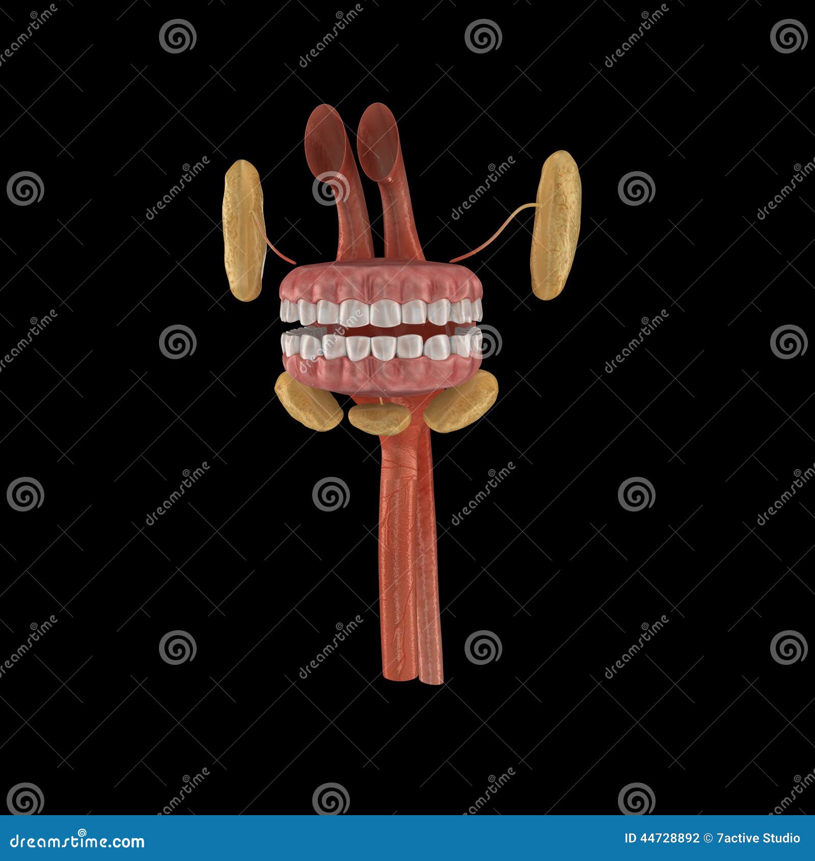 Anatomia della bocca illustrazione di stock. Illustrazione di isolato ...