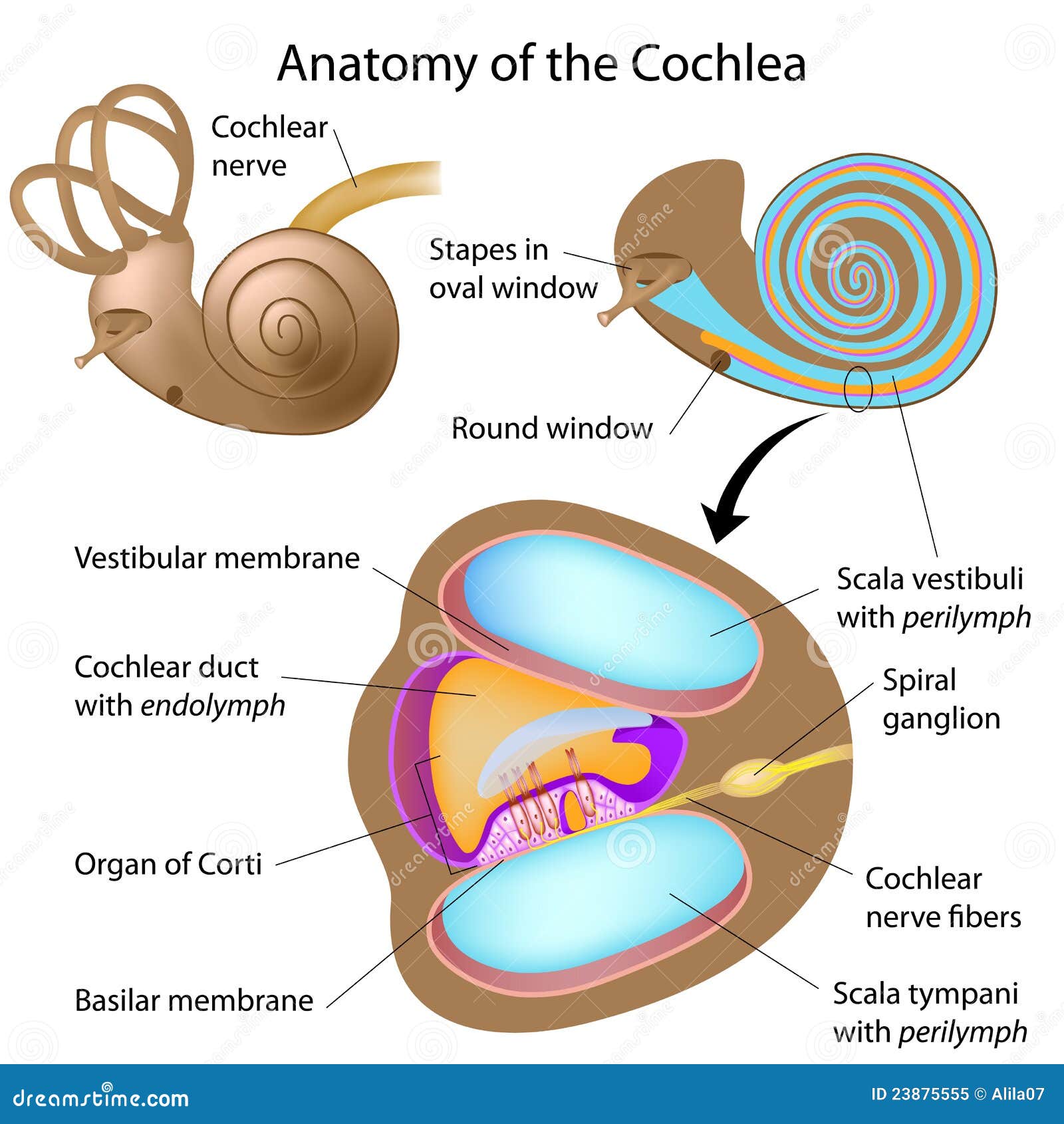 Anatomia della coclea illustrazione vettoriale. Illustrazione di ...