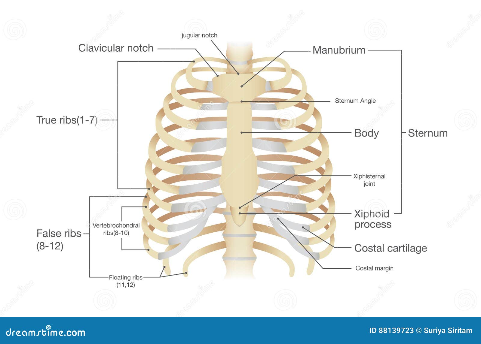 Anatomia Della Costola Umana Illustrazione Vettoriale - Illustrazione ...