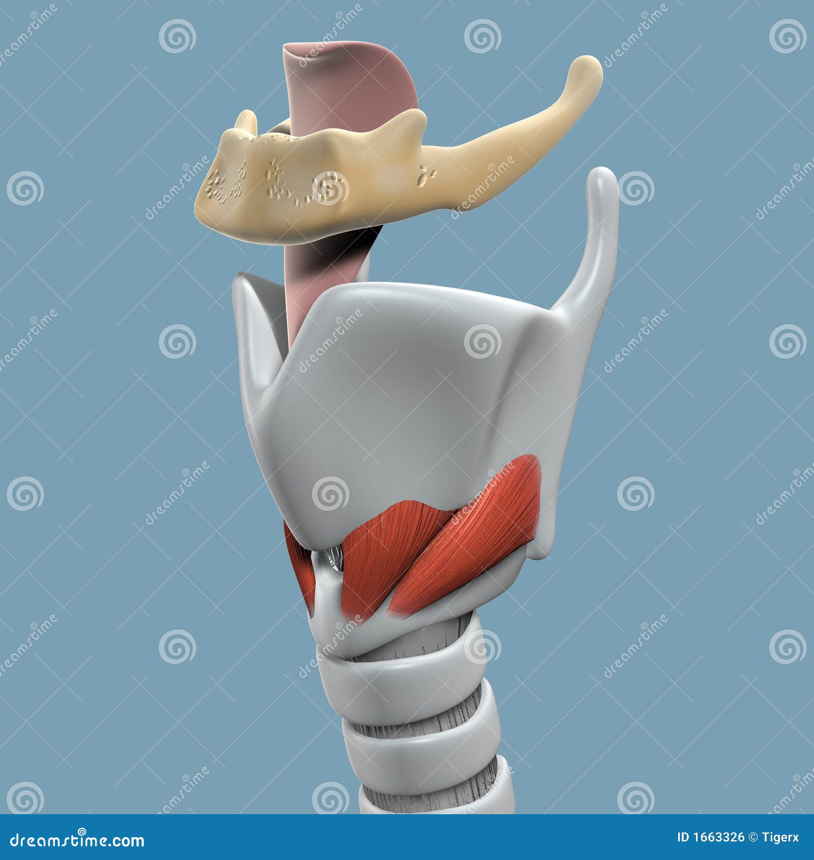 Anatomia della laringe illustrazione di stock. Illustrazione di ...