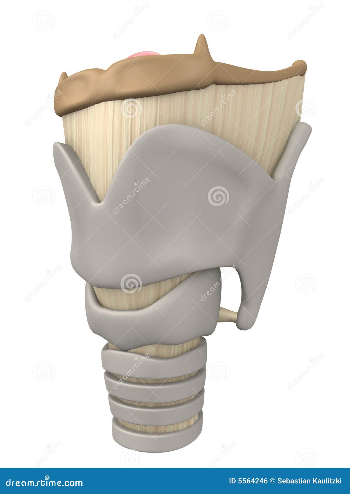 Anatomia della laringe illustrazione di stock. Illustrazione di osso ...