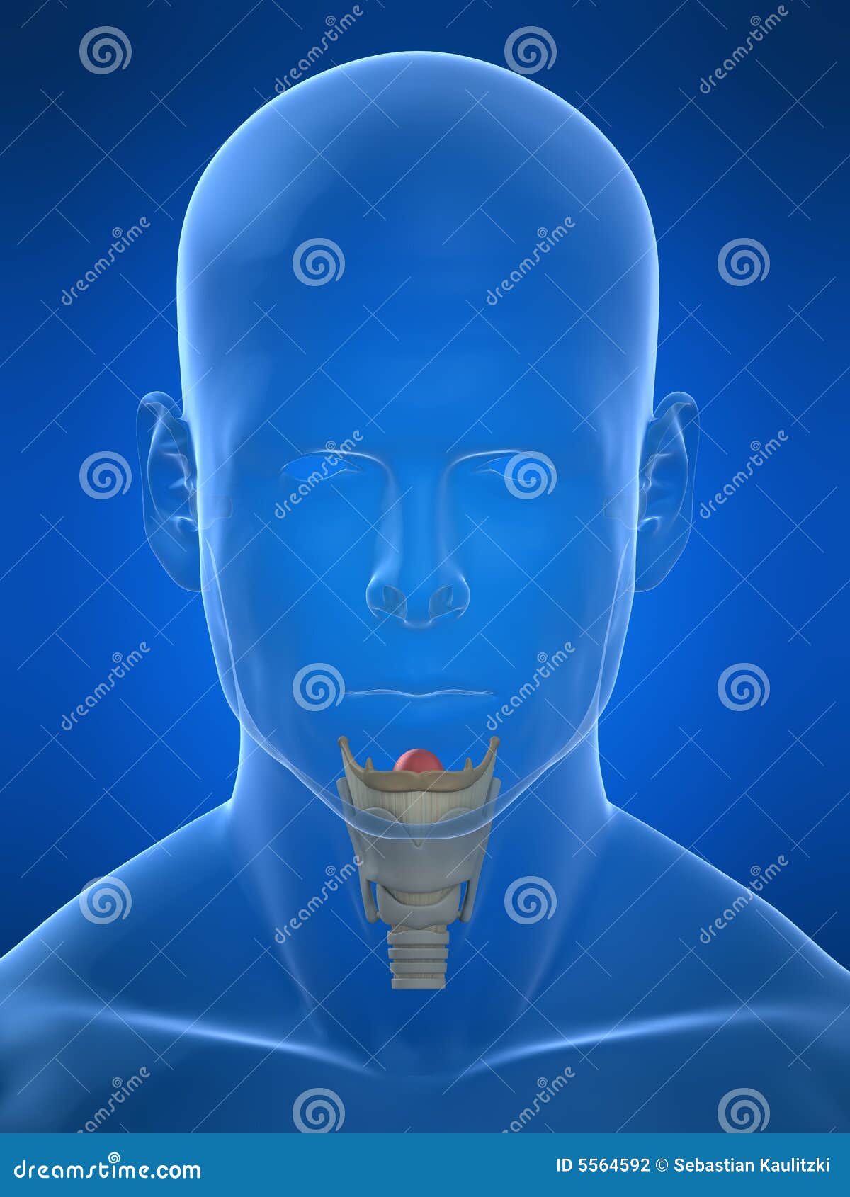 Anatomia della laringe illustrazione di stock. Illustrazione di ...