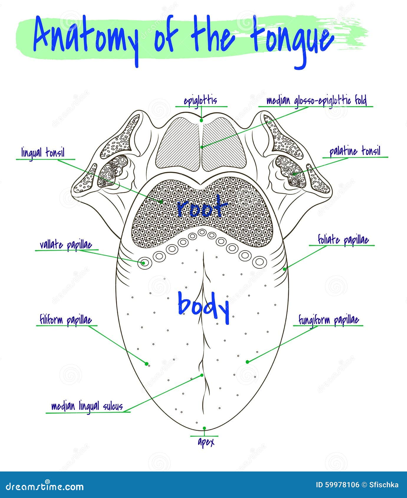 Anatomia Della Lingua Umana Illustrazione Vettoriale - Illustrazione di ...