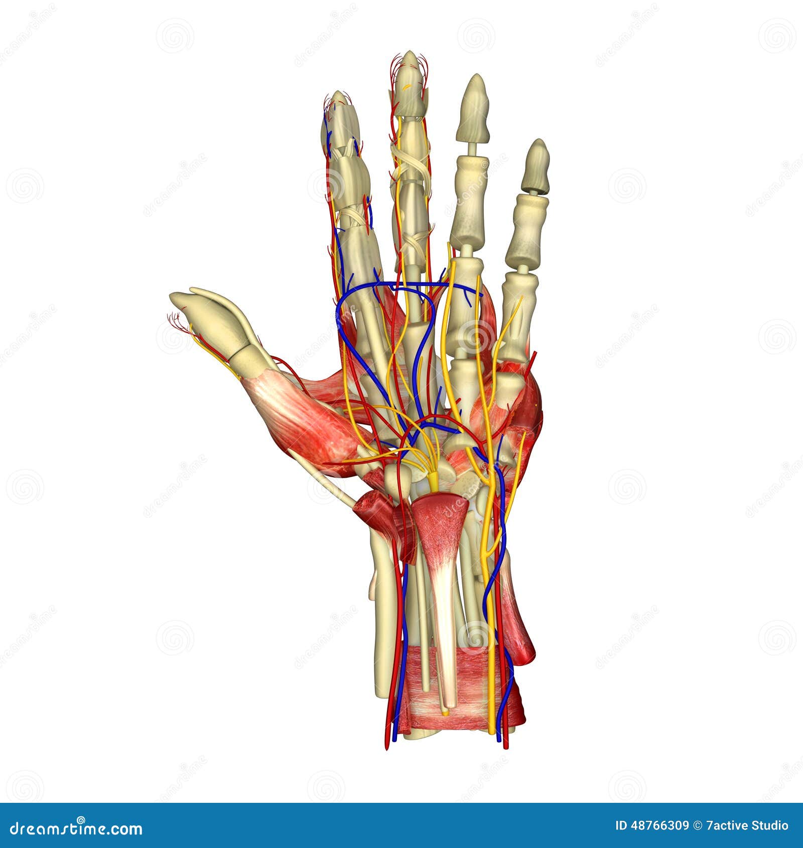 Anatomia della mano illustrazione di stock. Illustrazione di sistema ...
