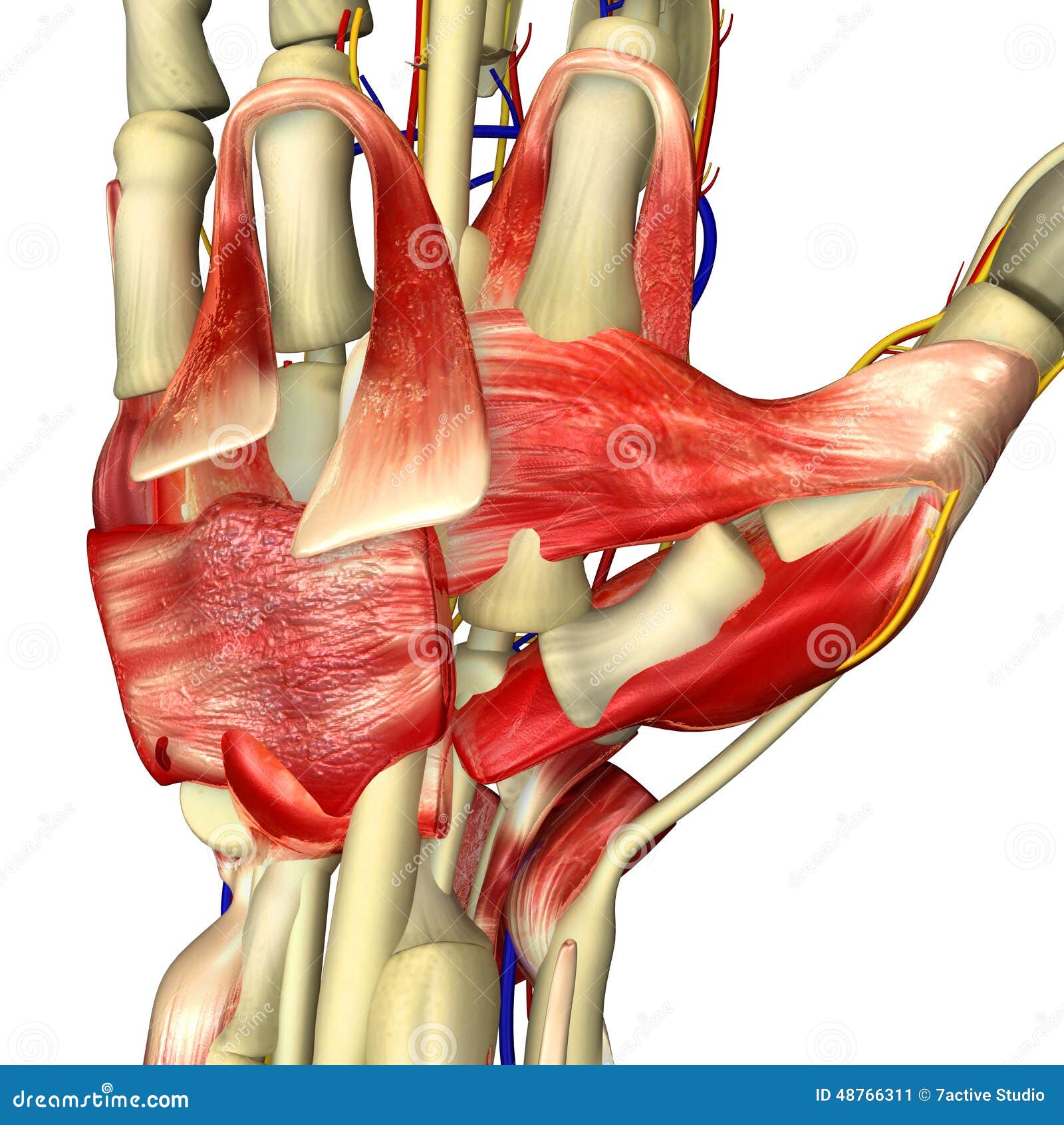Anatomia della mano illustrazione di stock. Illustrazione di biologia ...