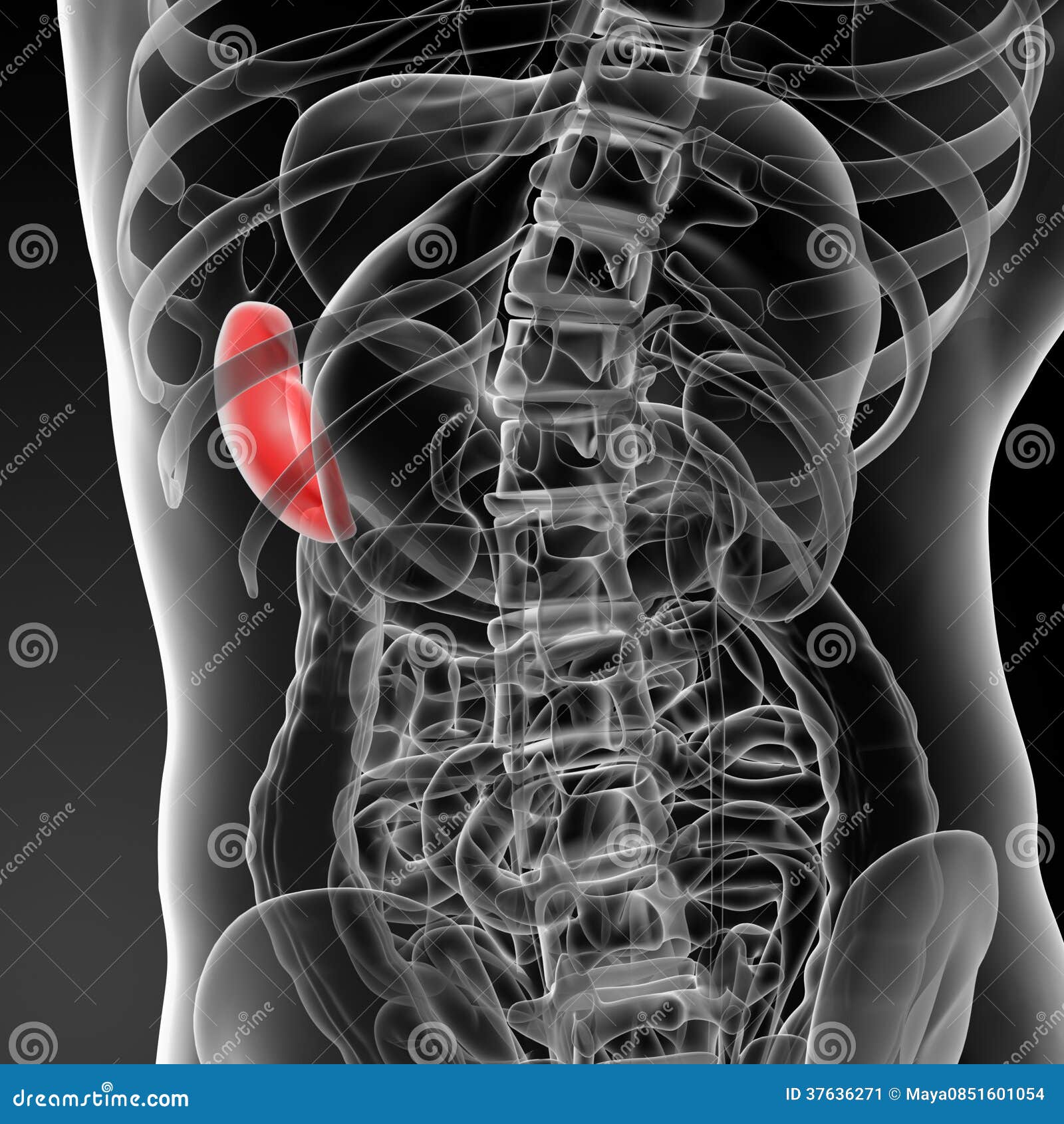 Anatomia della milza illustrazione di stock. Illustrazione di ...