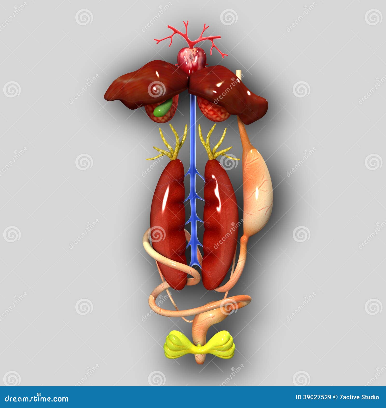 Anatomia della rana illustrazione di stock. Illustrazione di rana ...