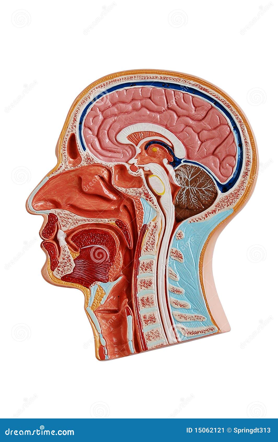 Anatomia della testa umana illustrazione di stock. Illustrazione di ...