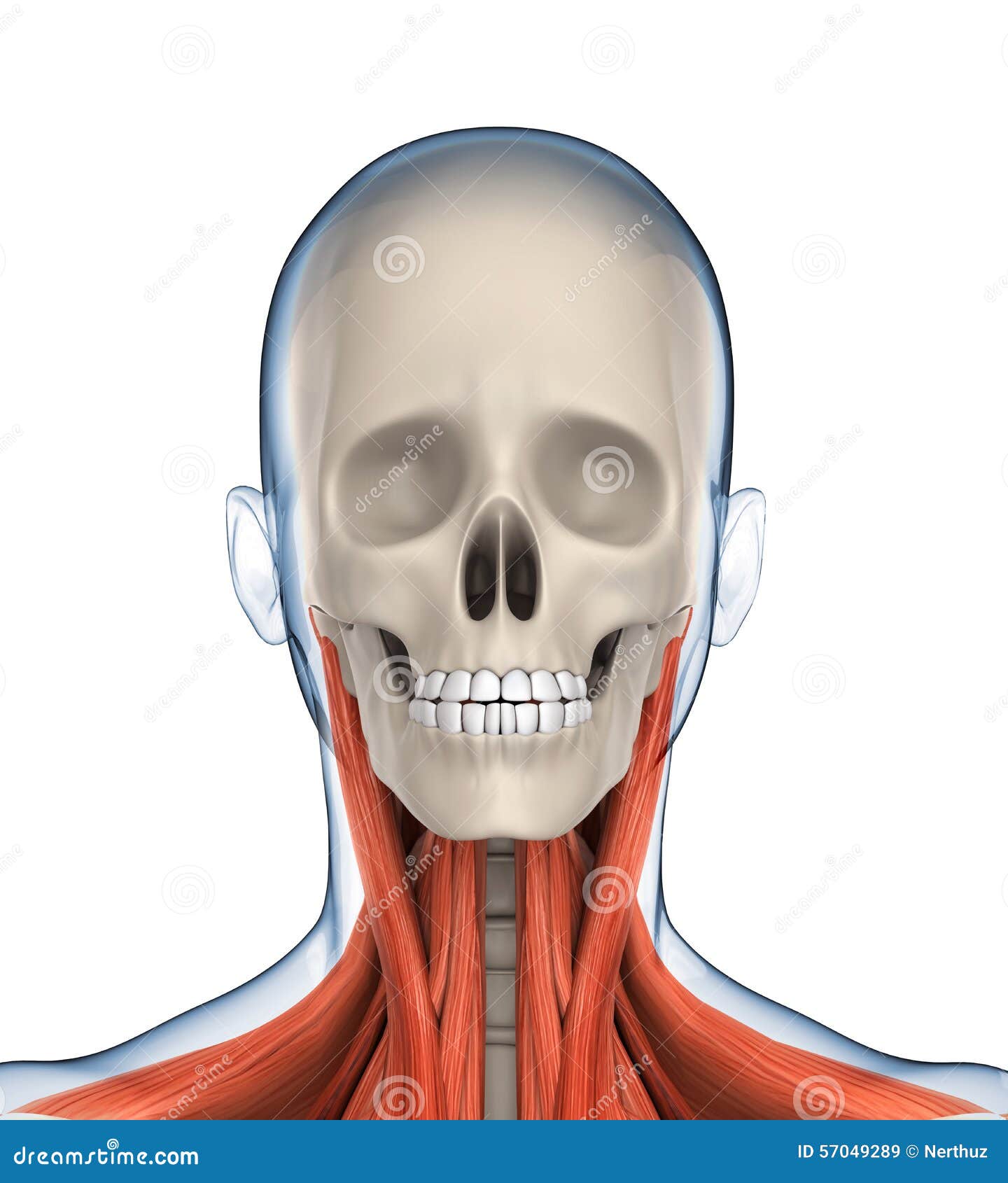 Anatomia della testa umana illustrazione di stock. Illustrazione di ...