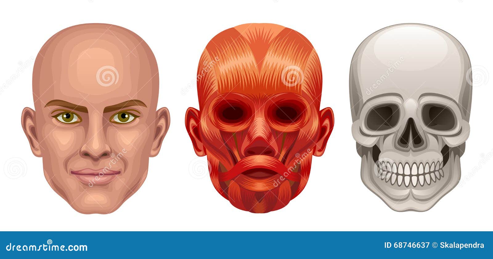 Anatomia della testa umana illustrazione vettoriale. Illustrazione di ...