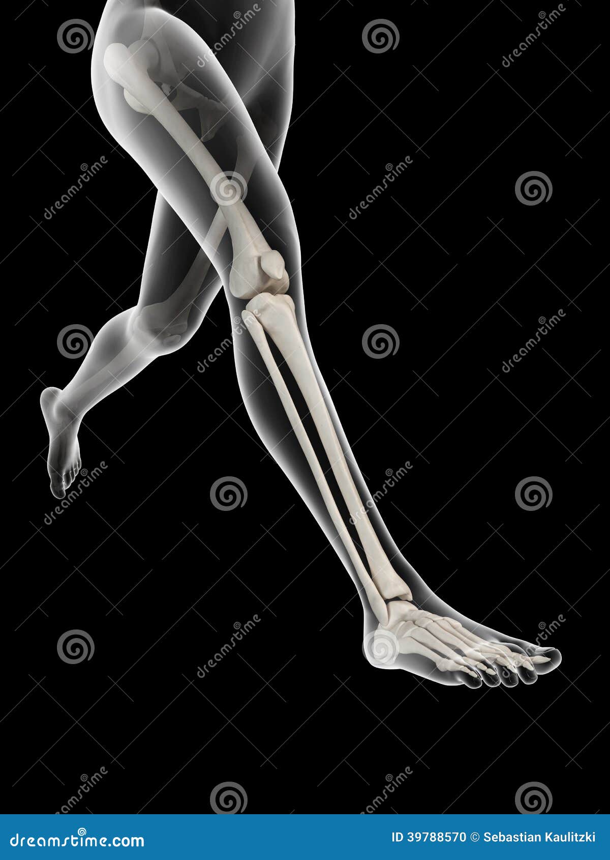 Anatomia Delle Ossa Della Gamba Illustrazione di Stock - Illustrazione di corridore, resistenza ...