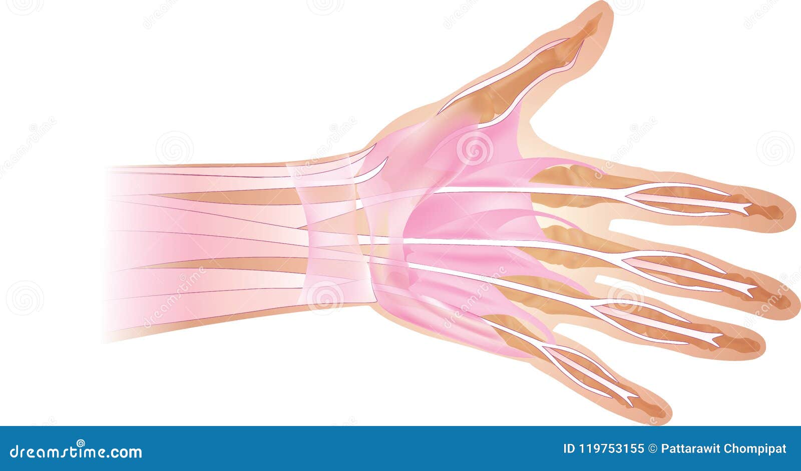 Anatomia Delle Ossa Umane Delle Dita E Della Mano Illustrazione ...