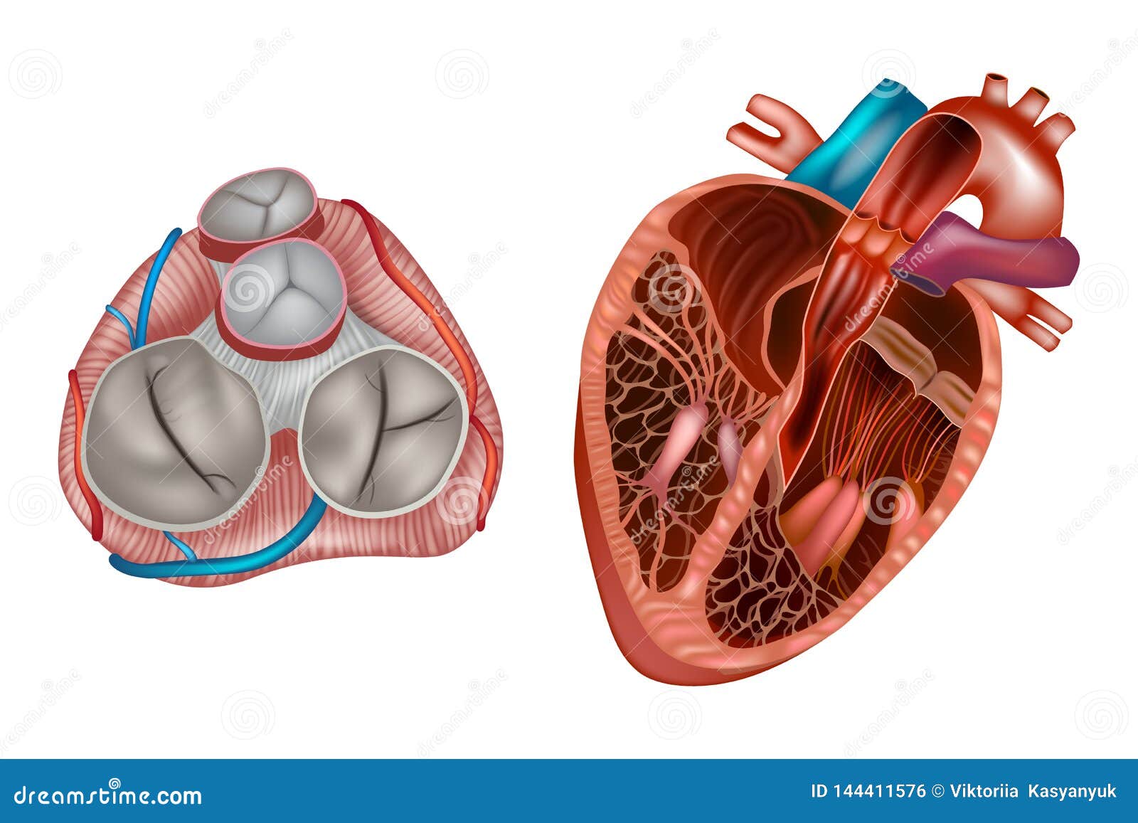Anatomia Delle Valvole Cardiache Illustrazione di Stock - Illustrazione ...