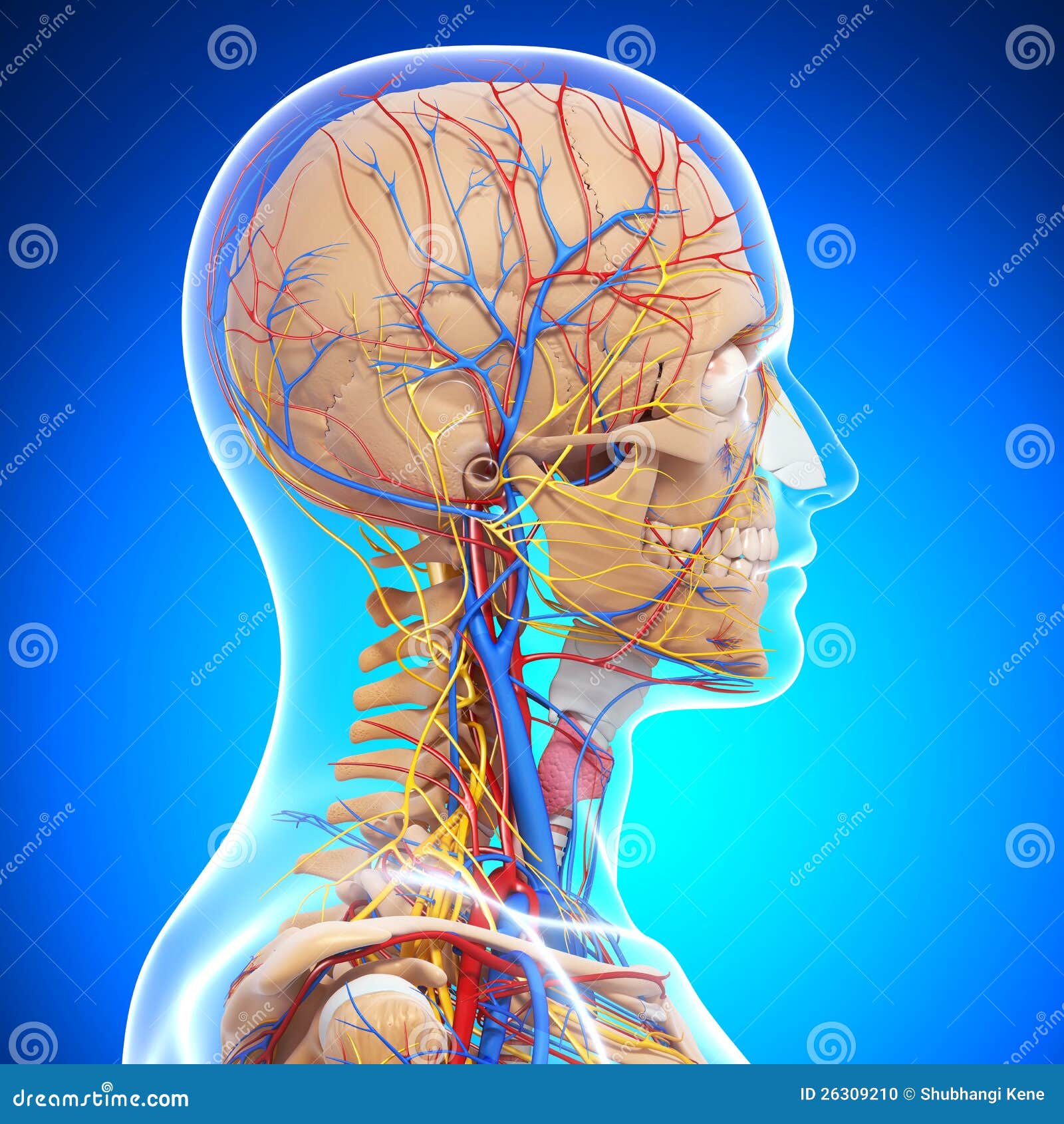 Anatomia Dello Scheletro Della Testa Umana Illustrazione di Stock ...