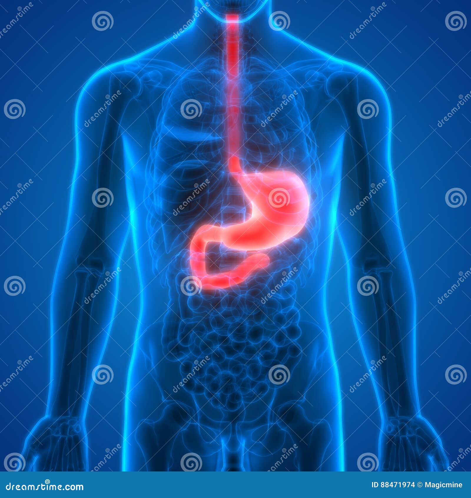 Anatomia Dello Stomaco Dell'apparato Digerente Umano Illustrazione di ...