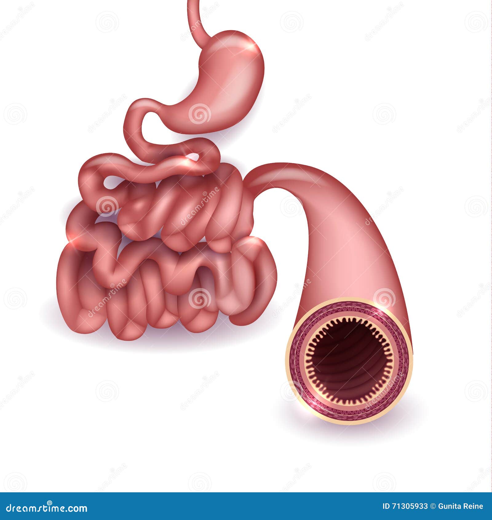 Anatomia Dello Stomaco E Dell'intestino Tenue Illustrazione Vettoriale ...