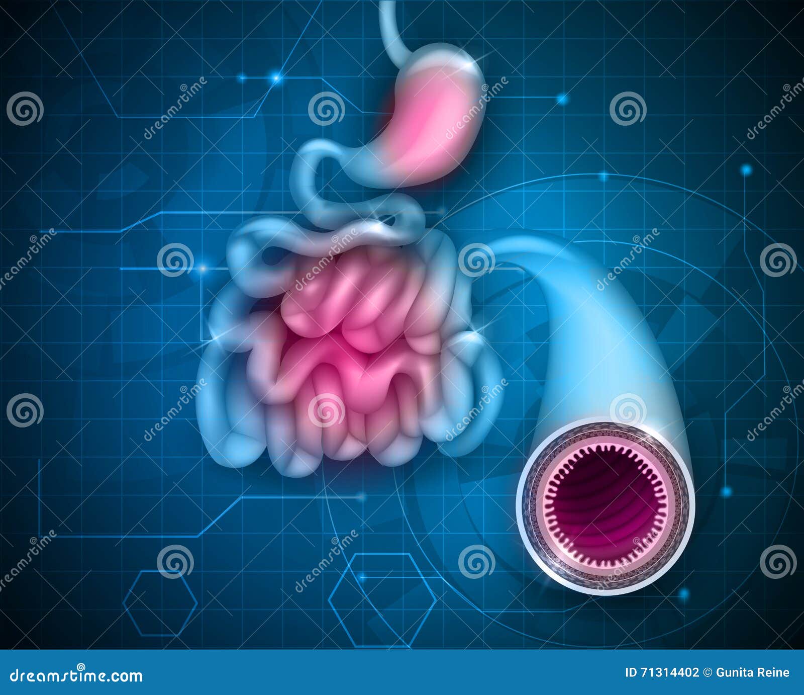 Anatomia Dello Stomaco E Dell'intestino Tenue Illustrazione Vettoriale ...