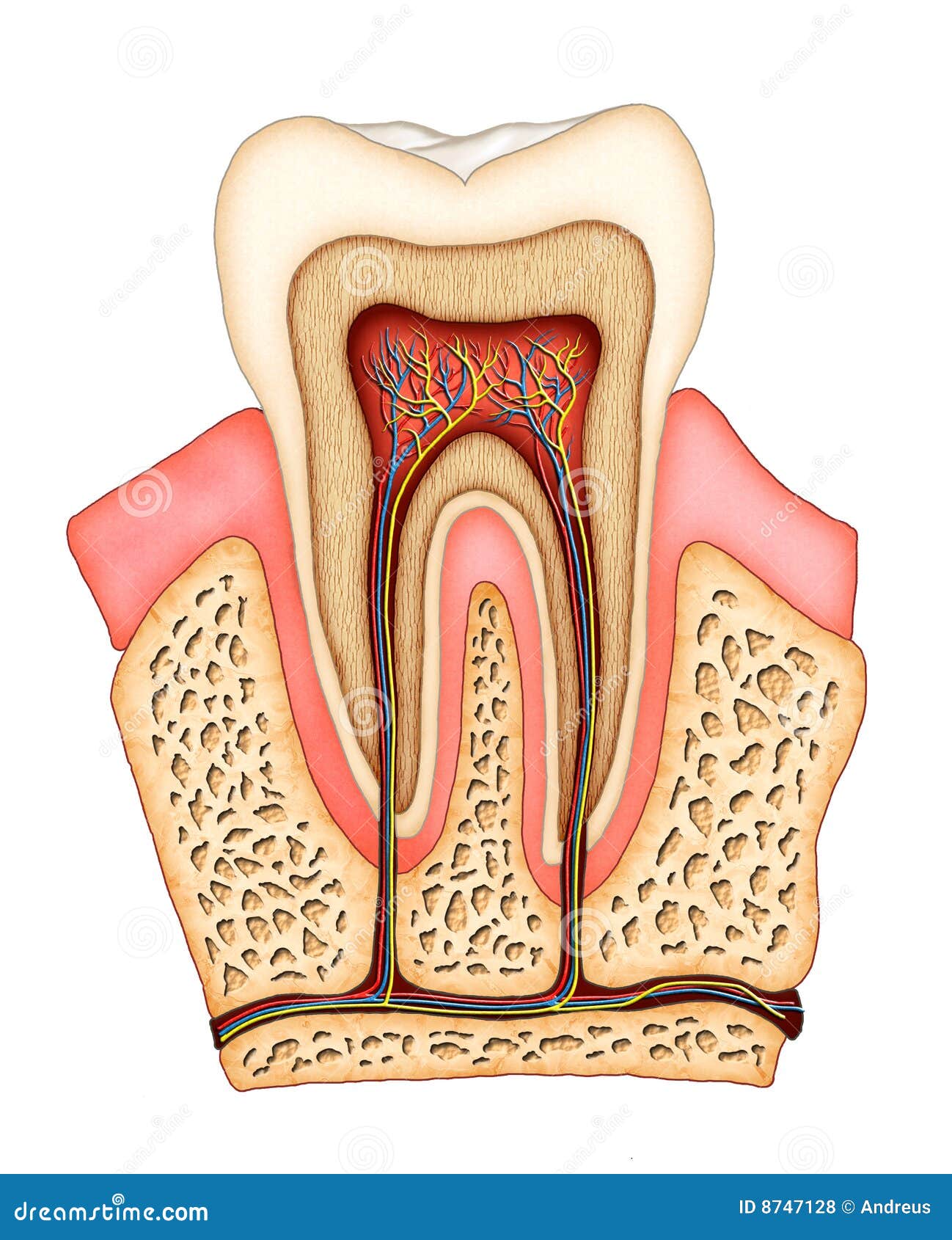 Anatomia dental ilustração stock. Ilustração de humano - 8747128