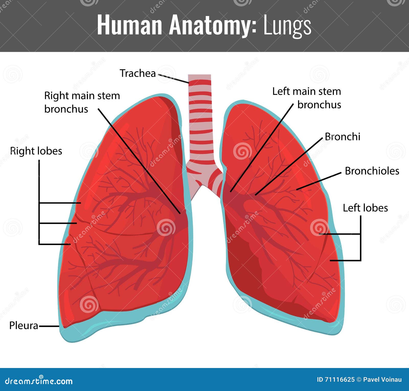 Anatomia Dettagliata Dei Polmoni Umani Vettore Medico Illustrazione ... Anatomia Dettagliata Dei Polmoni Umani Vettore Medico Illustrazione ...