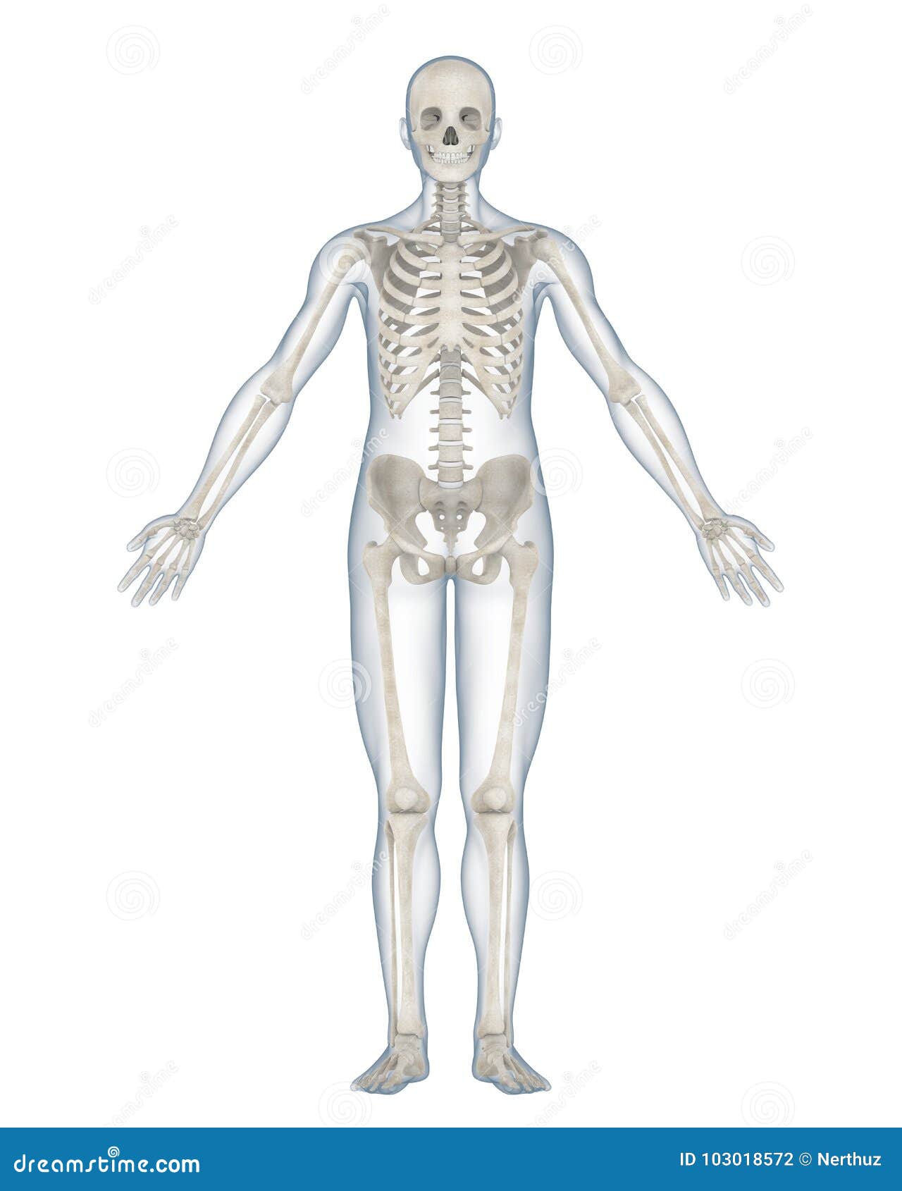 Anatomia Di Scheletro Umana Isolata Illustrazione di Stock ...