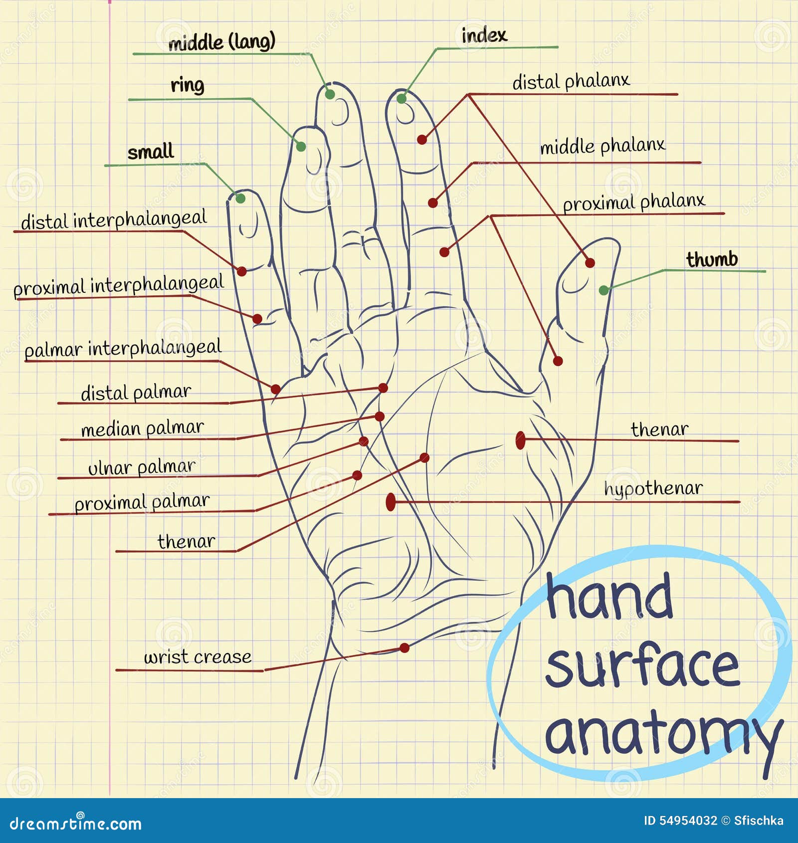 Anatomia Di Superficie Della Mano Illustrazione Vettoriale ...