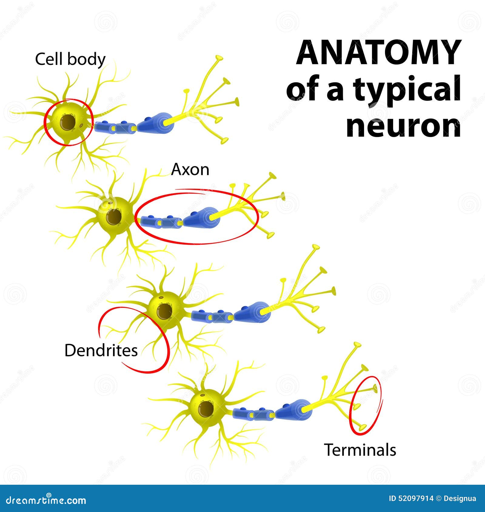 Anatomia Di Un Neurone Tipico Illustrazione Vettoriale - Illustrazione ...