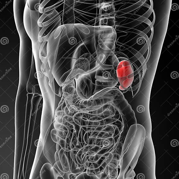 Anatomia do baço ilustração stock. Ilustração de anatomia - 37636373