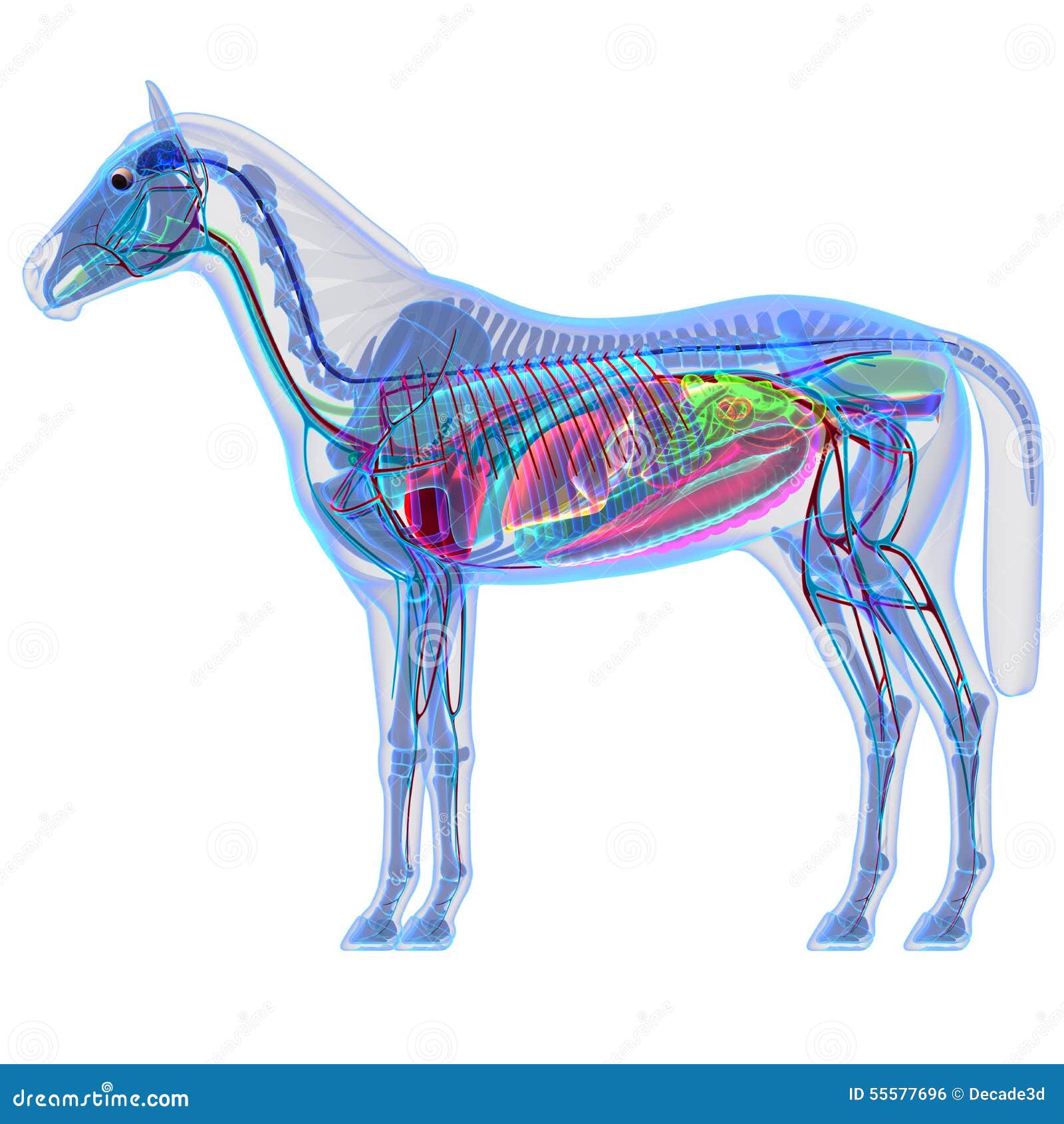 Anatomia Do Cavalo - Anatomia Interna De Um Cavalo Ilustração Stock ...