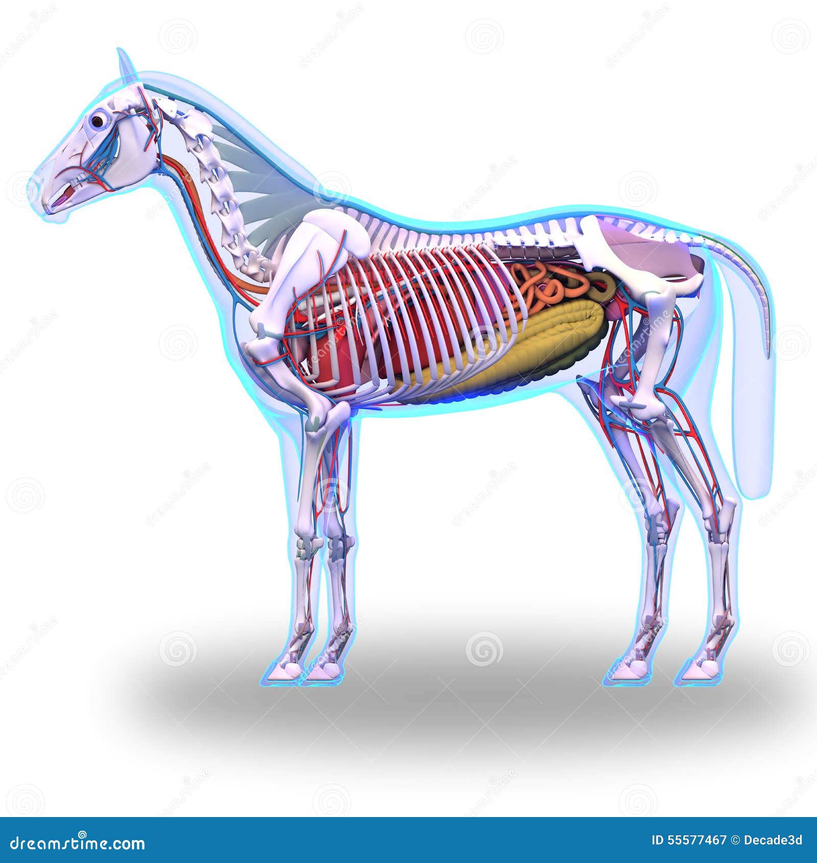 Anatomia Do Cavalo - Anatomia Interna Do Cavalo Isolada No Branco ...
