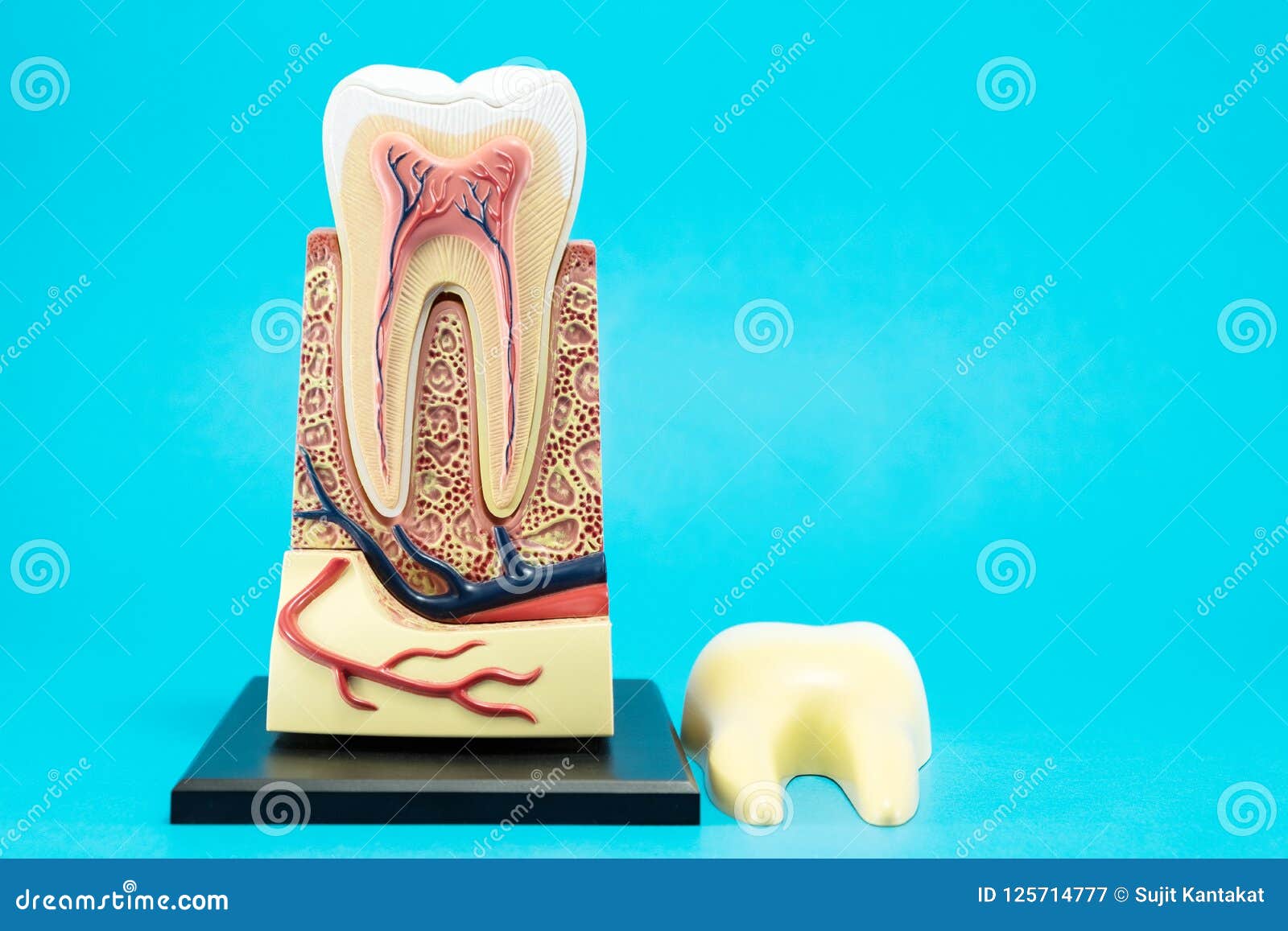 Anatomia do dente imagem de stock. Imagem de osso, esmalte - 125714777