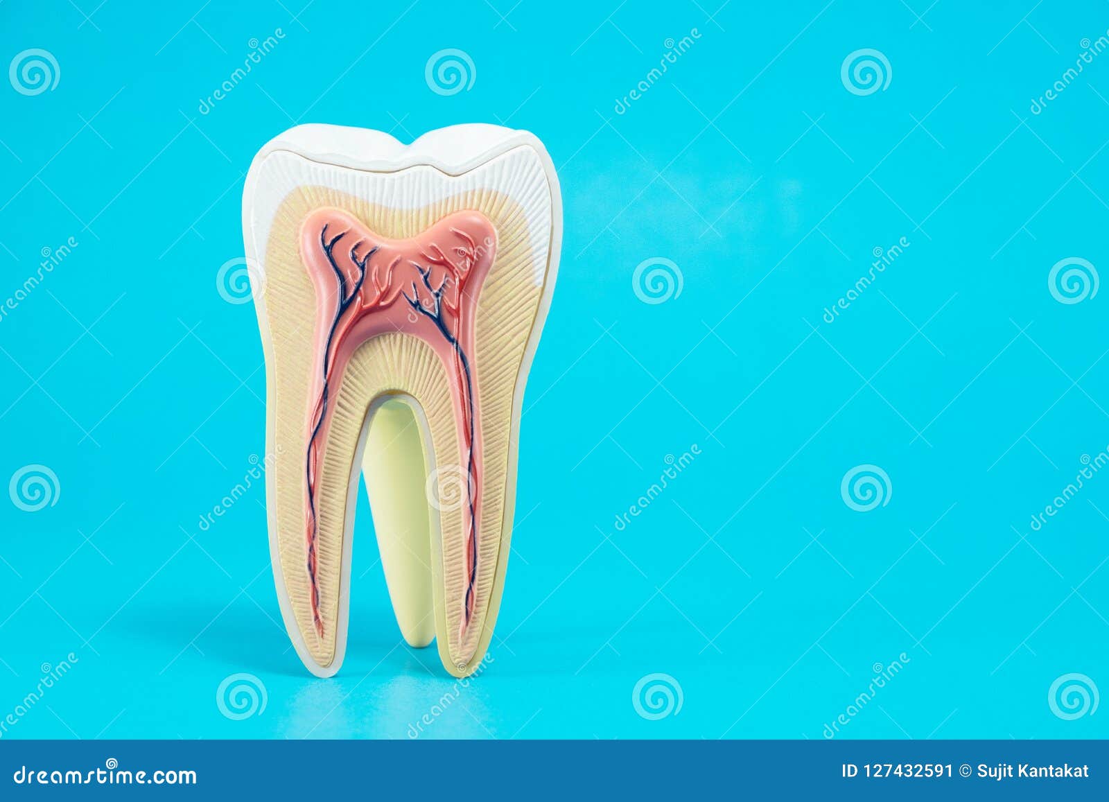 Anatomia do dente imagem de stock. Imagem de osso, coroa - 127432591
