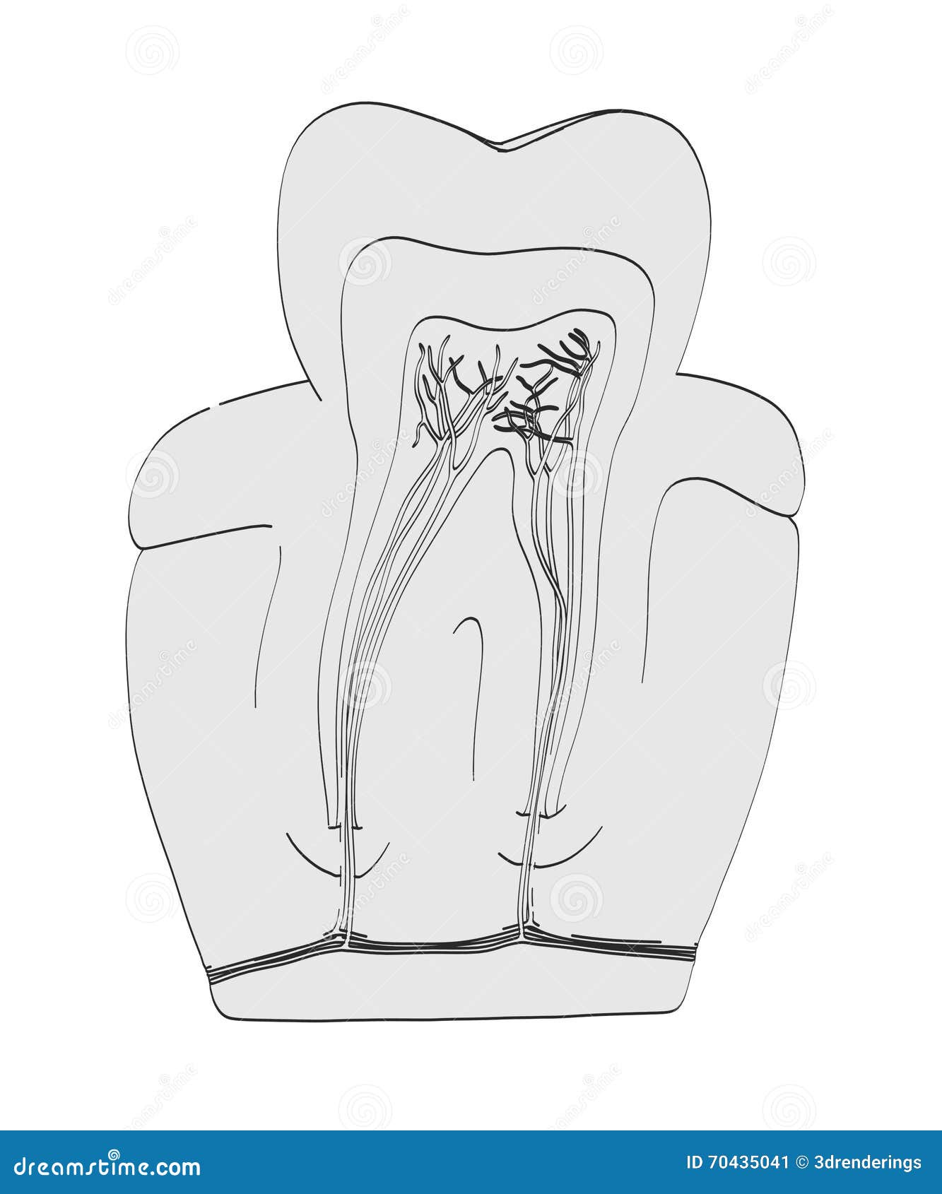 Anatomia do dente ilustração stock. Ilustração de osso - 70435041